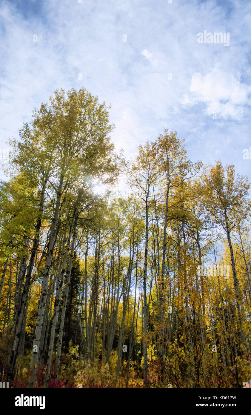 Beautiful fall trees in fall on a bright blue sky at Glacier National ...