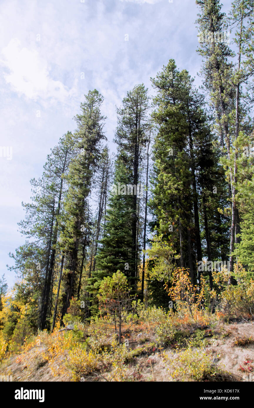 Pine tree forest on a bright blue sky in Glacier National Park Stock ...
