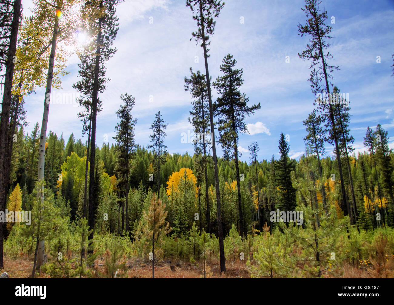 Beautiful fall trees in fall on a bright blue sky at Glacier National ...