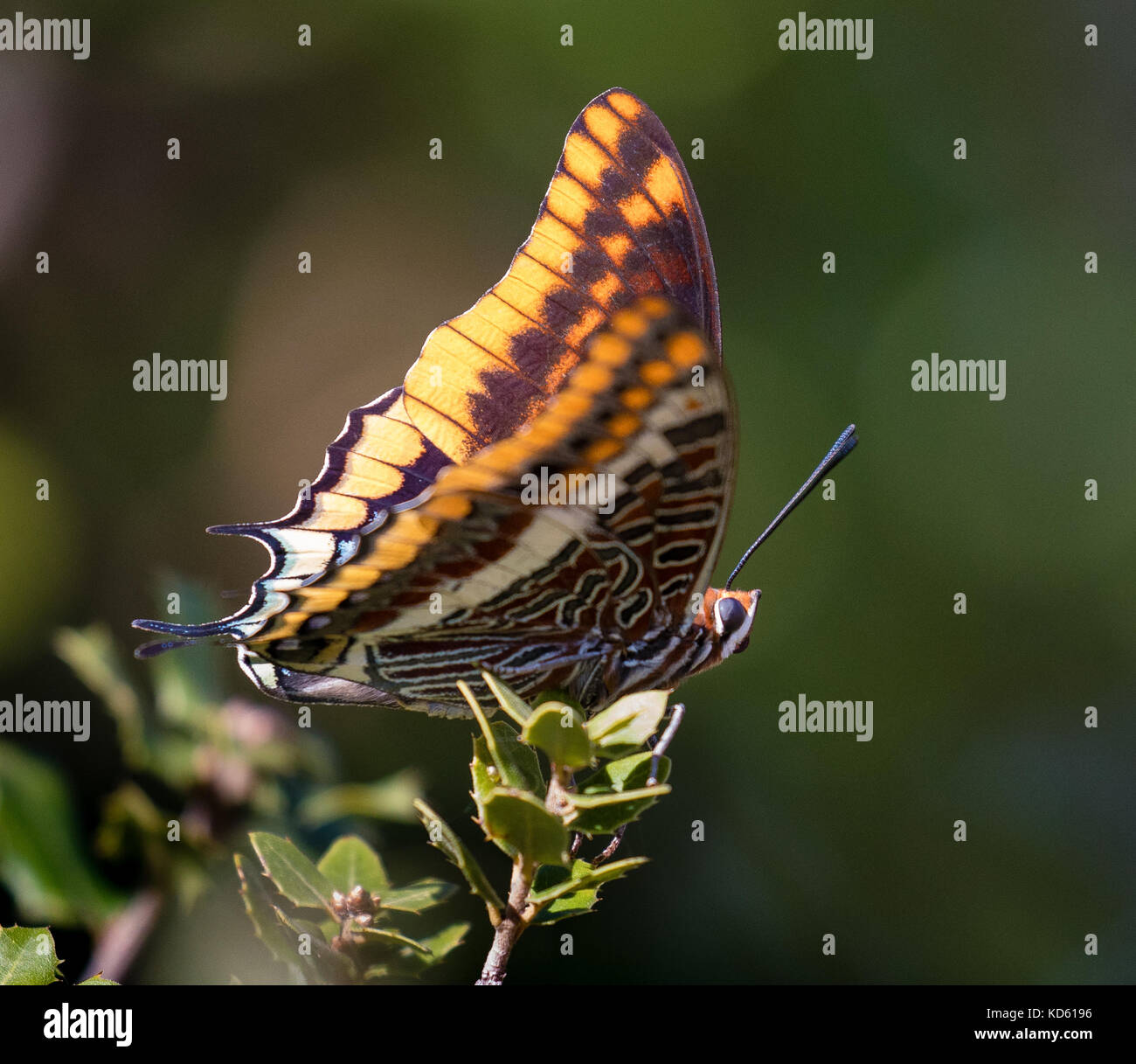 Two tailed Pasha or foxy emperor butterfly Charaxes jasius sunning on ...