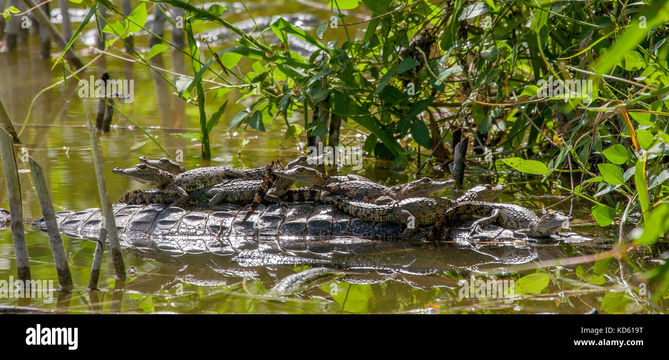 Baby aligators finding safe refuge on their mother's back in a forest ...