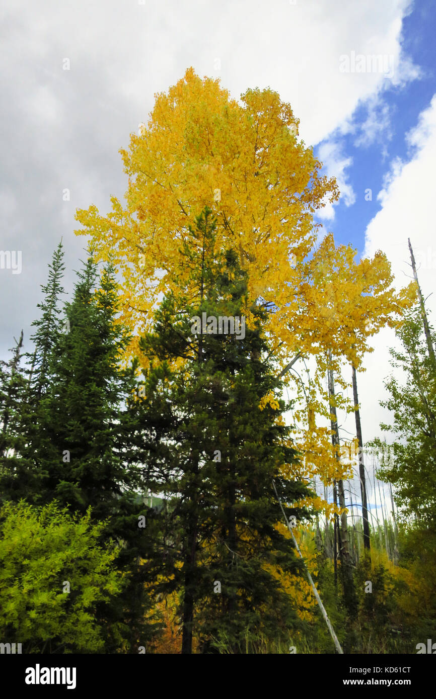 Beautiful fall trees in fall on a bright blue sky at Glacier National ...