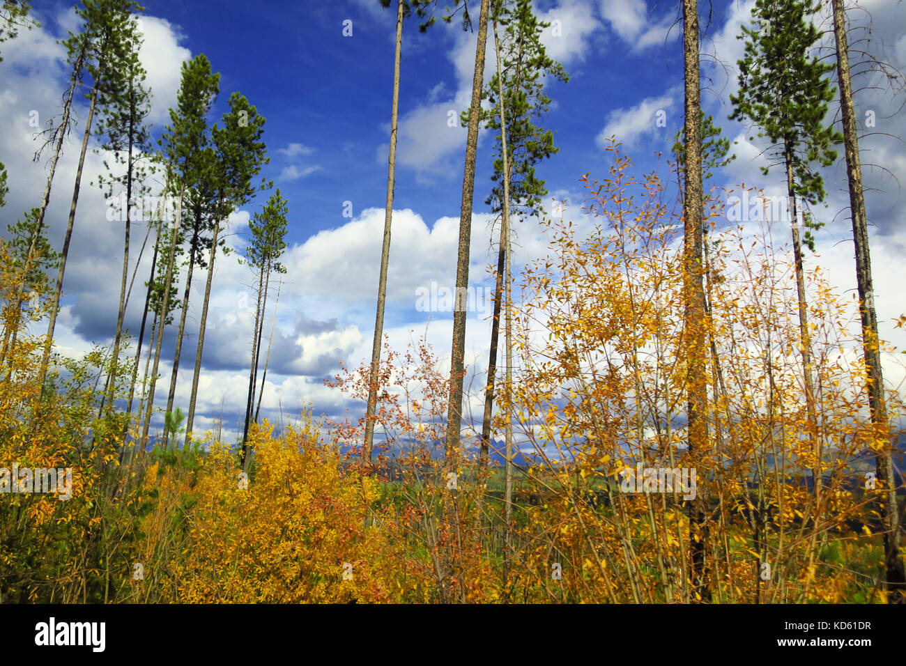 Beautiful fall trees in fall on a bright blue sky at Glacier National ...