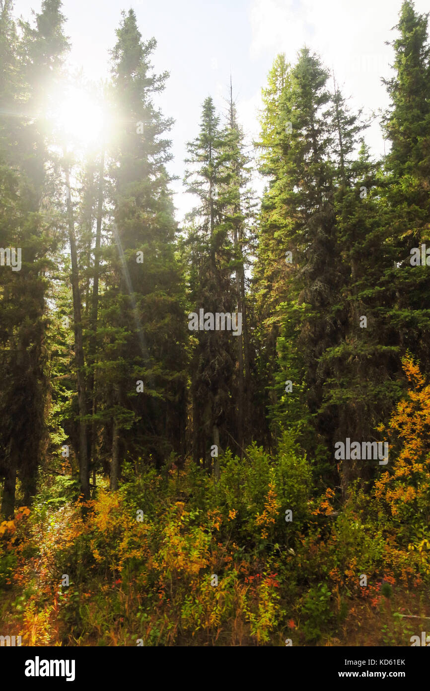 Sunlight coming through fall trees in Glacier National Park in Montana ...