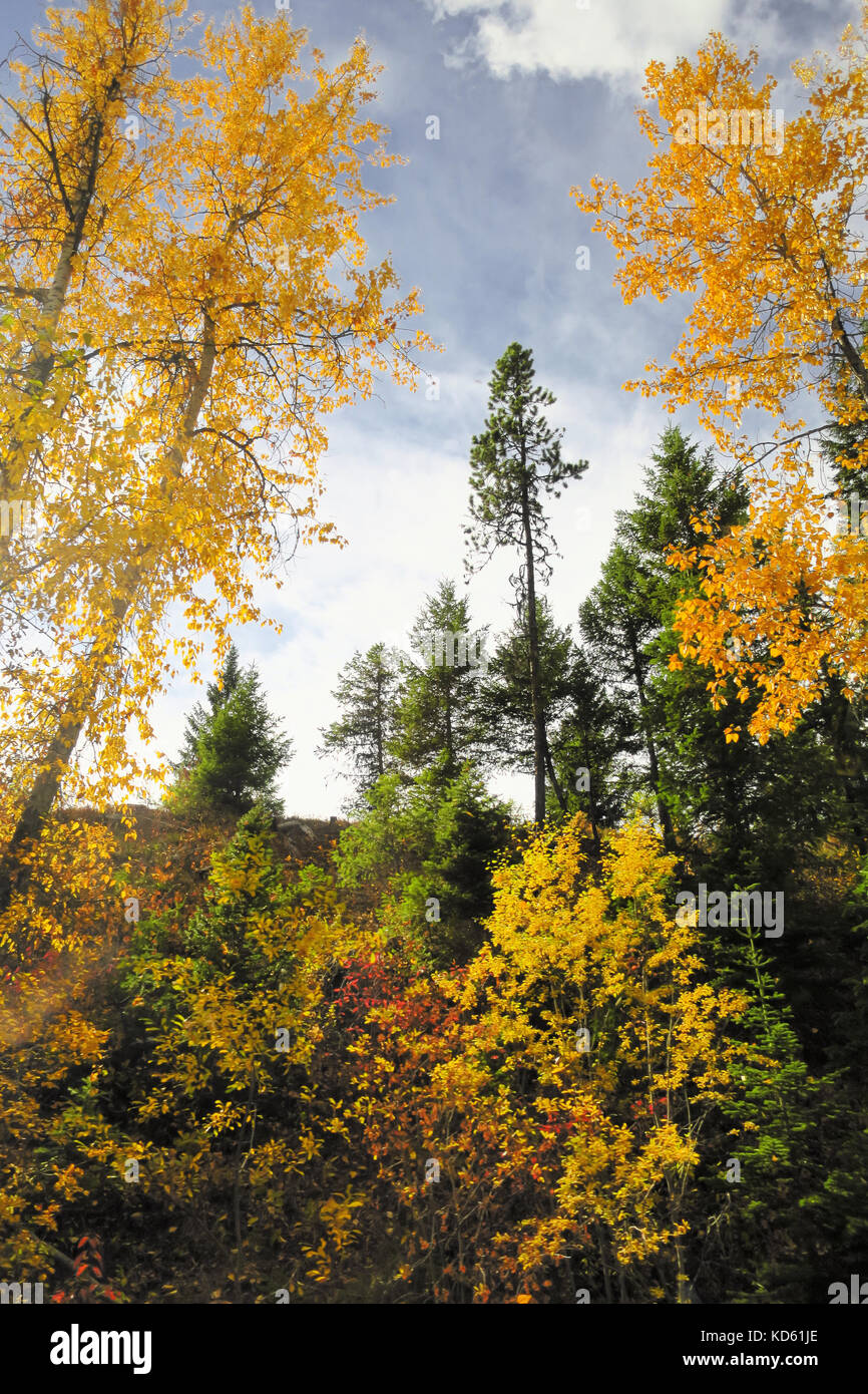 Beautiful fall trees in fall on a bright blue sky at Glacier National ...