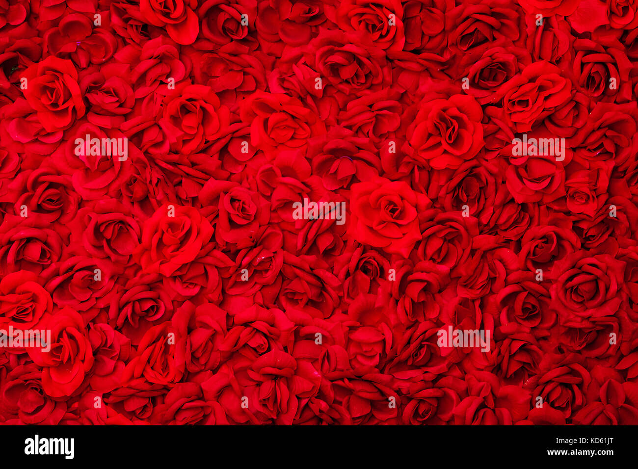 Colorful roses background Stock Photo - Alamy