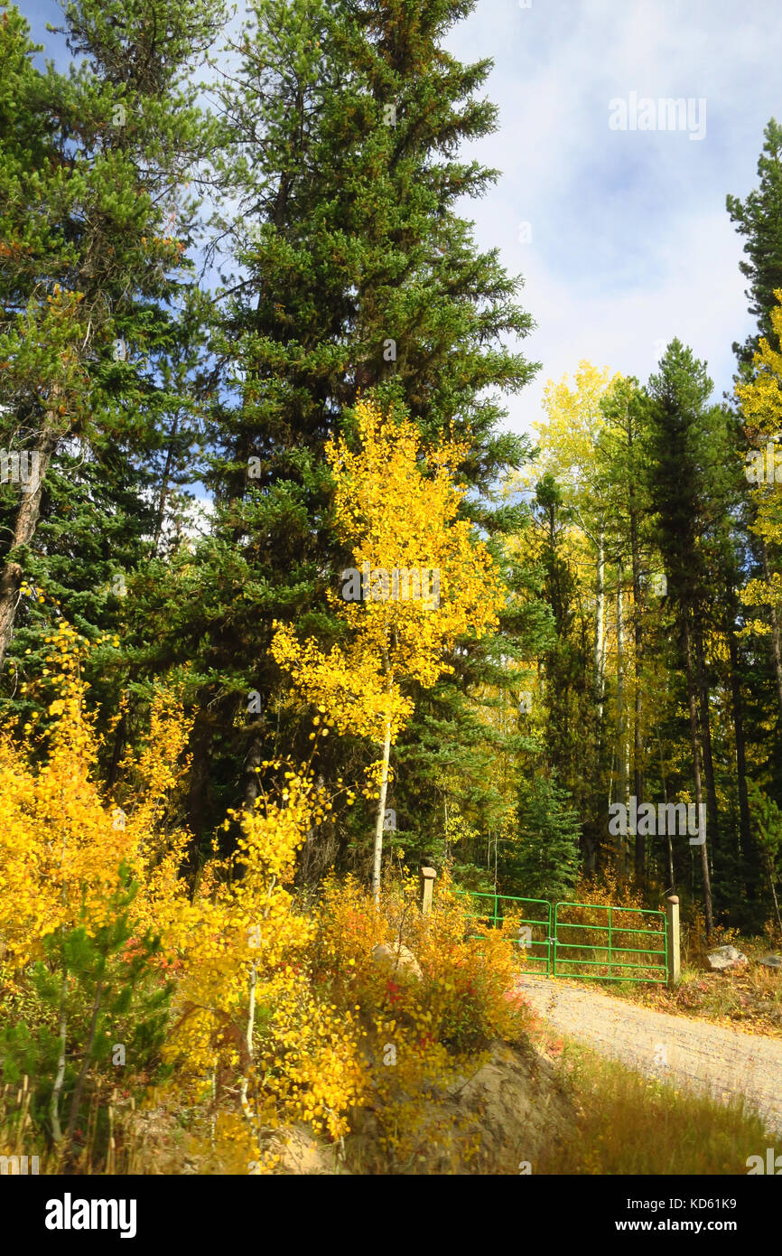 Beautiful fall trees in fall on a bright blue sky at Glacier National ...