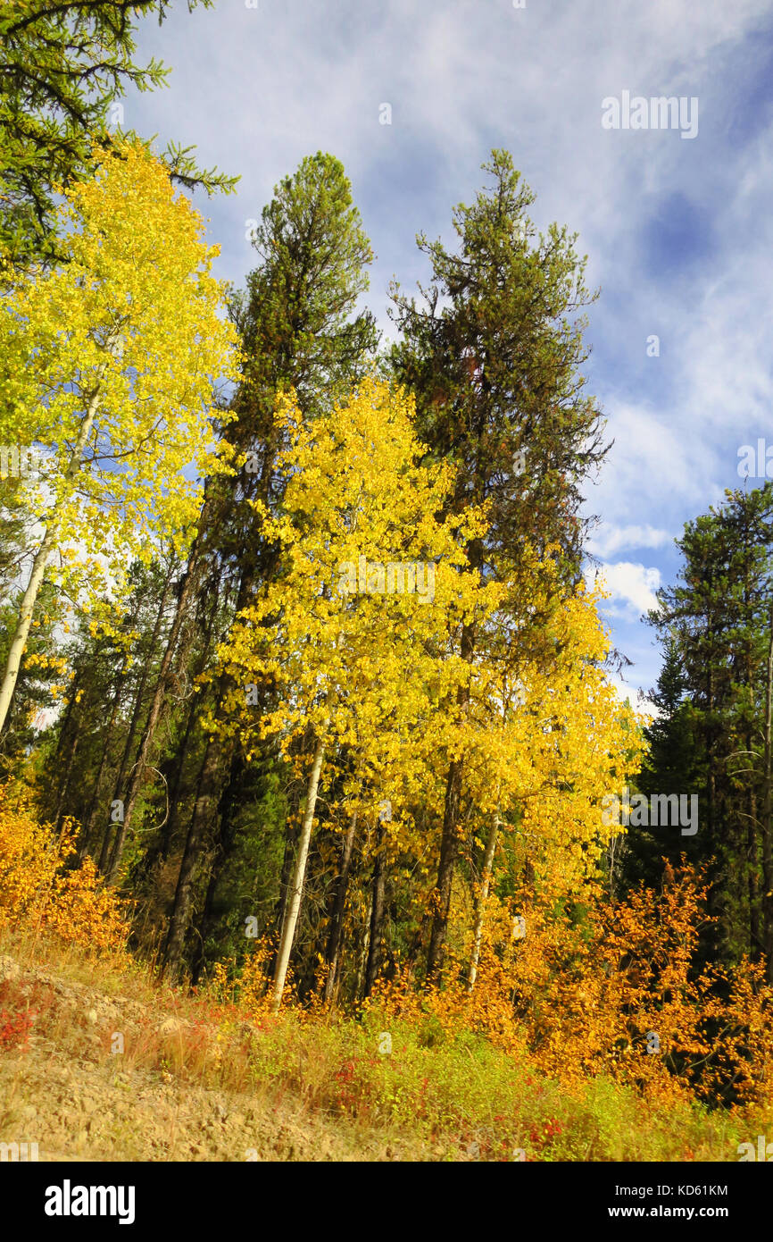 Beautiful fall trees in fall on a bright blue sky at Glacier National ...