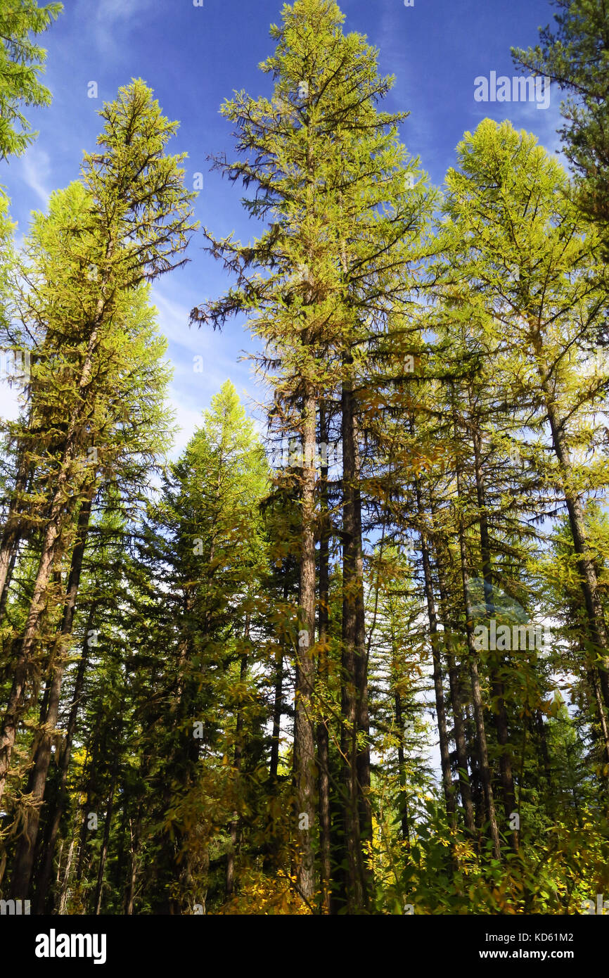 Pine tree forest on a bright blue sky in Glacier National Park Stock ...