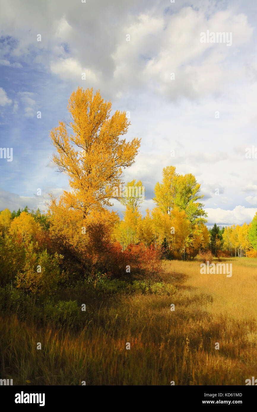 Beautiful fall trees in fall on a bright blue sky at Glacier National ...