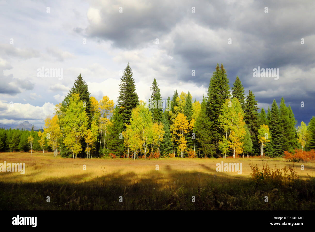 Pine trees in a meadow on a gray sky in Glacier National Park Stock ...