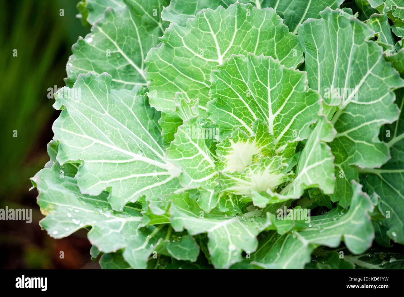 Cabbage view background Stock Photo - Alamy