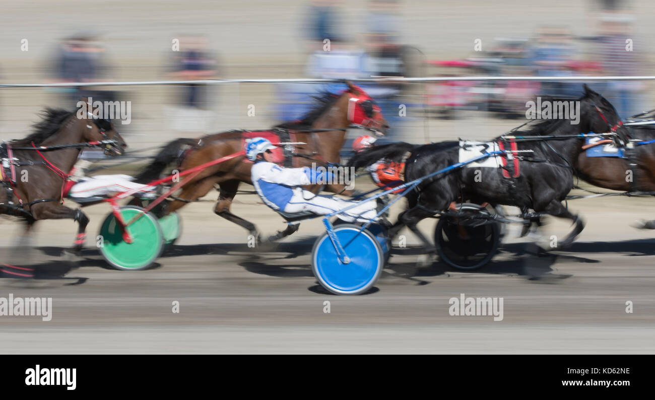 To the finish line - harness racing at the Fryeburg fair, Fryeburg ...