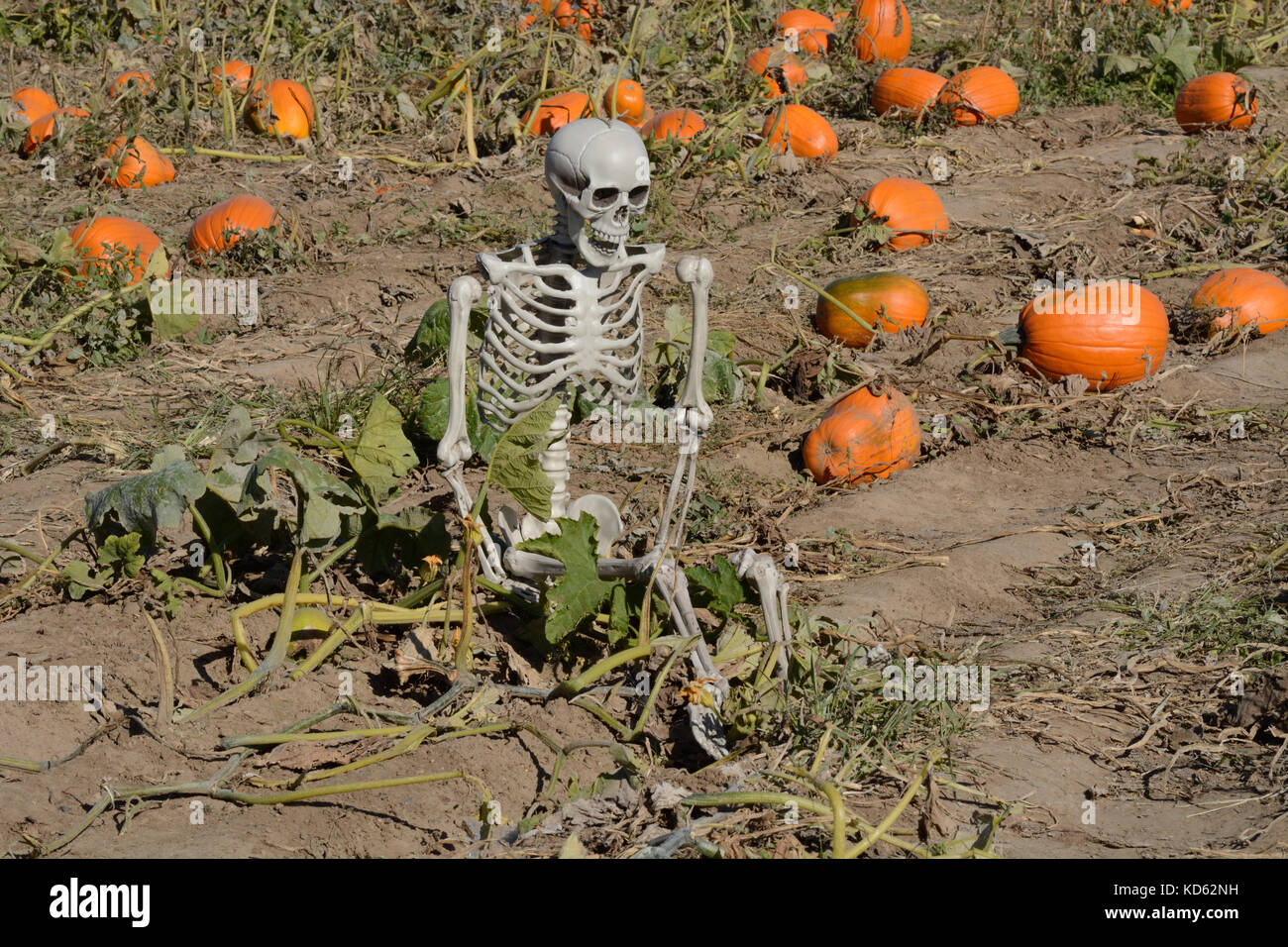 Skeleton sitting hi-res stock photography and images - Alamy
