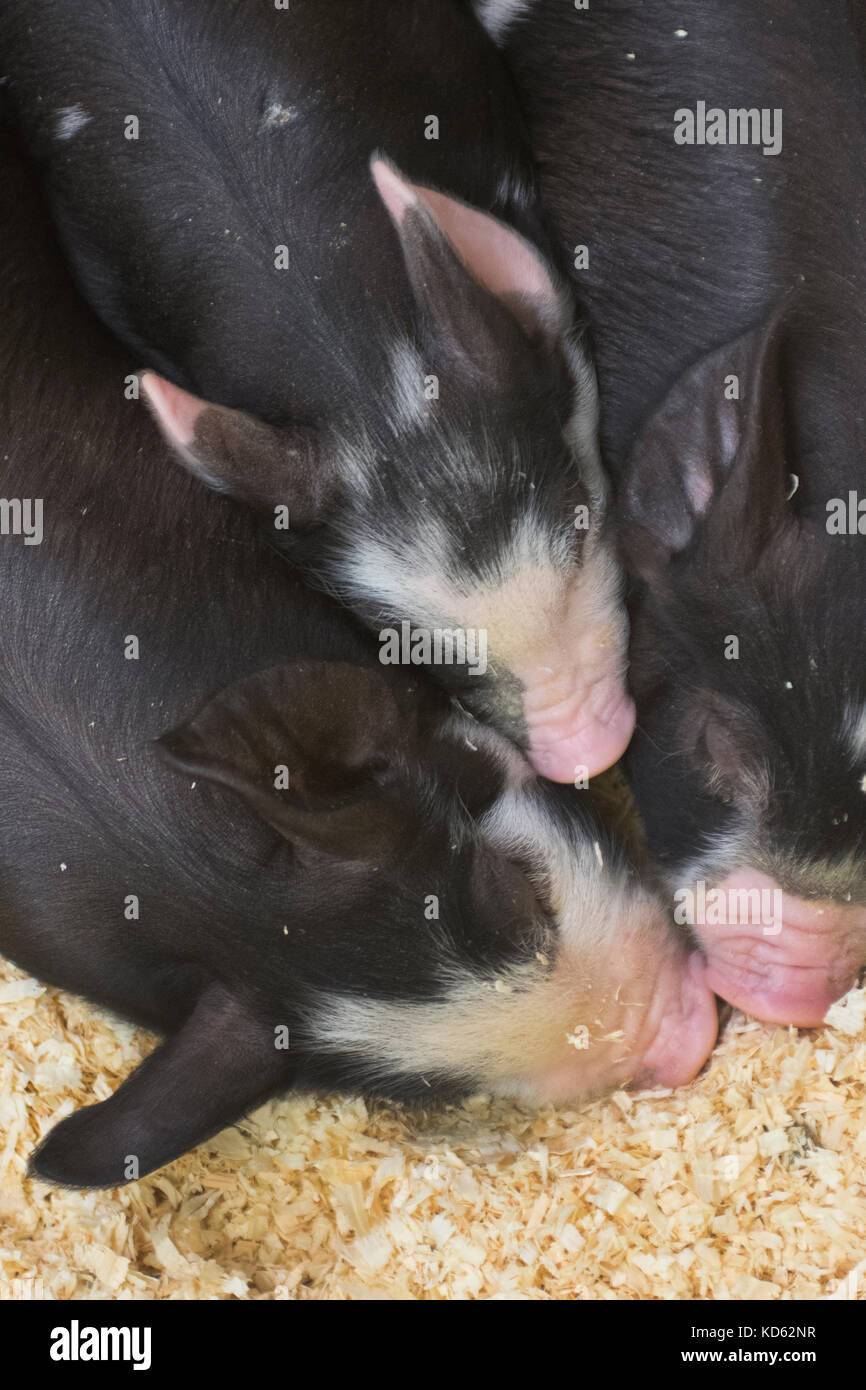Piglets sleeping at the Fryeburg Fair, Fryeburg, Maine Stock Photo - Alamy
