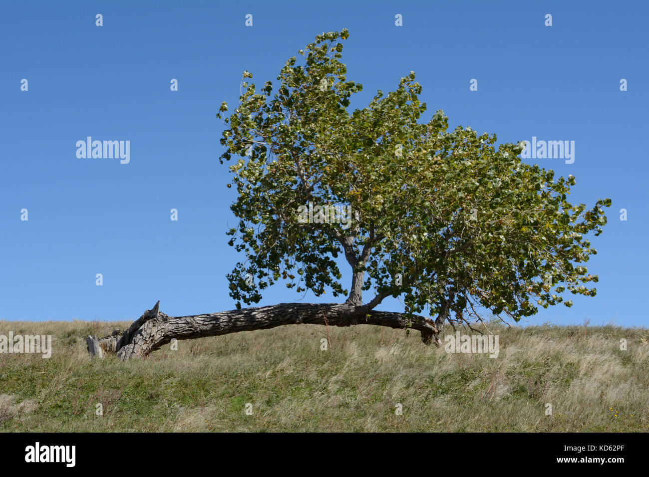 Lone damaged tree trunk on hill with branches growing upward from new ...