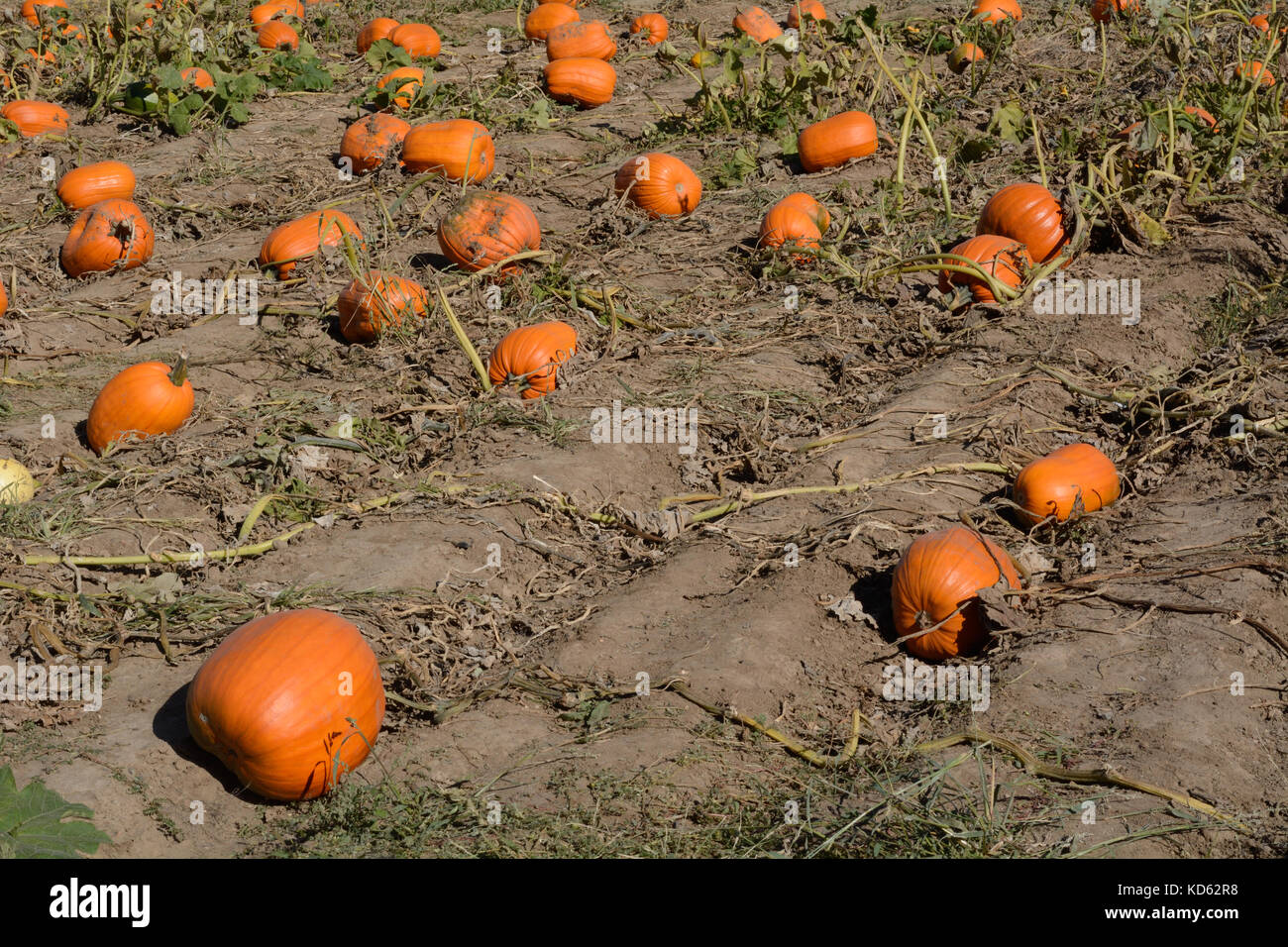 October pumpkin patch agricultural field of pumpkins Stock Photo - Alamy