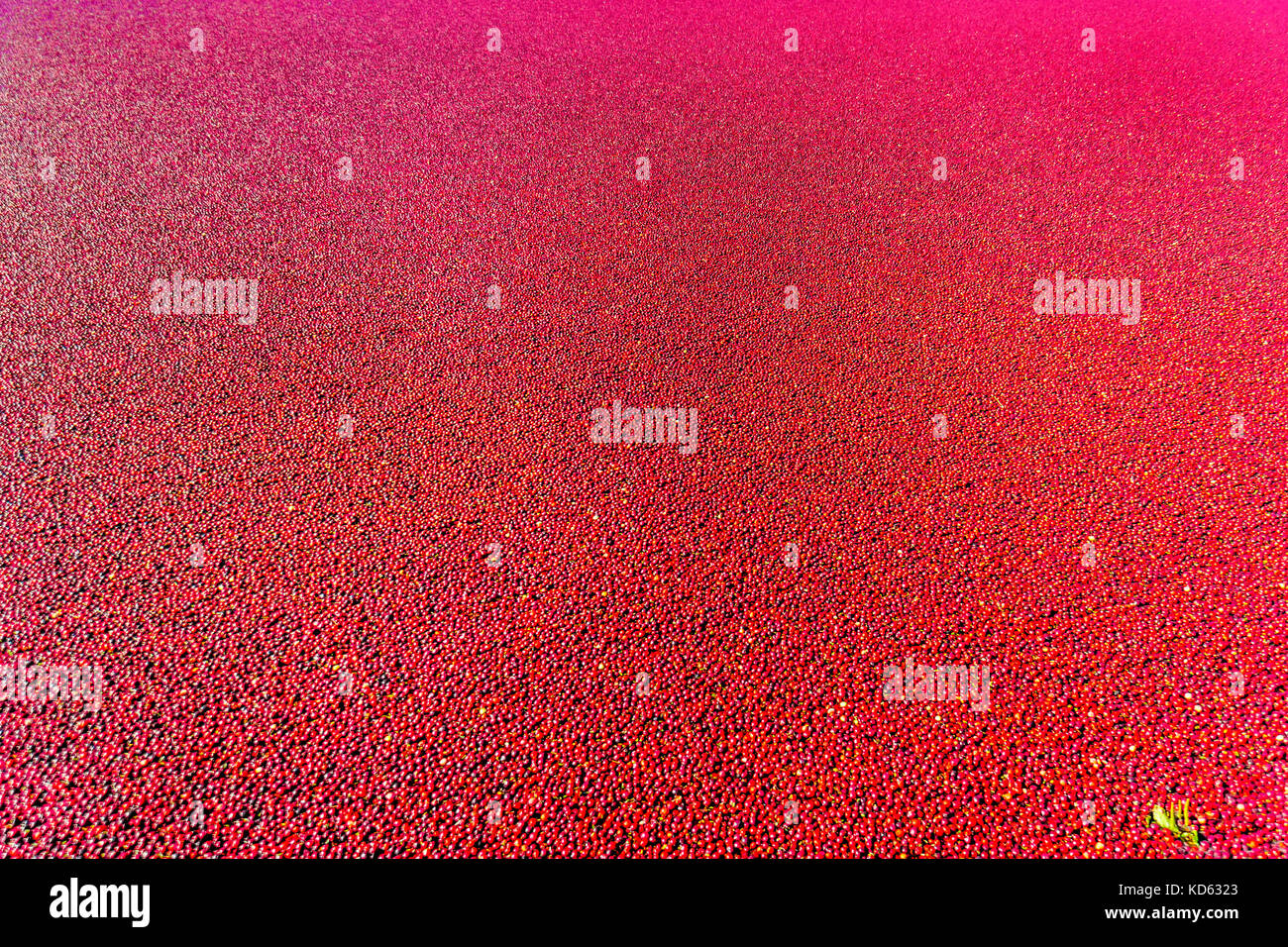 Close Up of Ripe Cranberries floating in the lagoon during harvest in ...