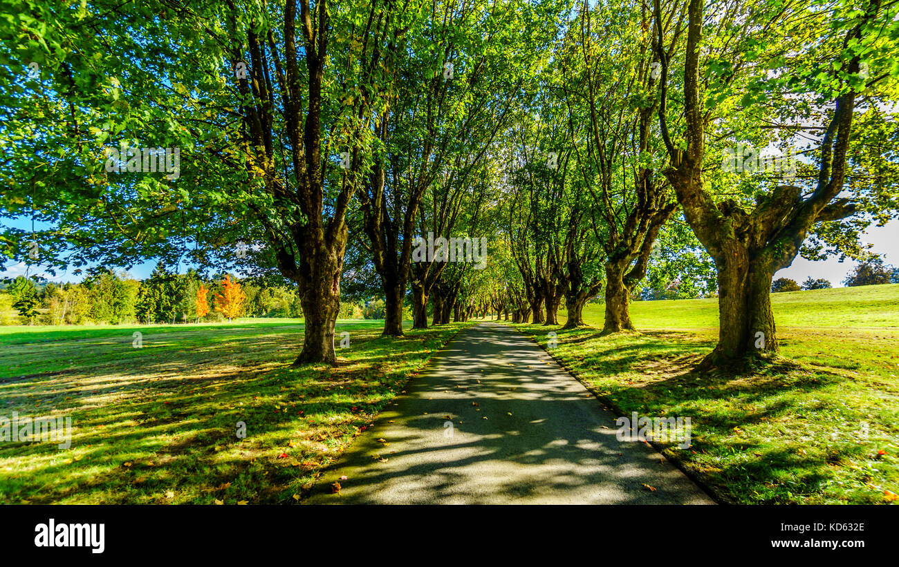 Mature Maple Trees along both side of a lane on a nice October day near ...