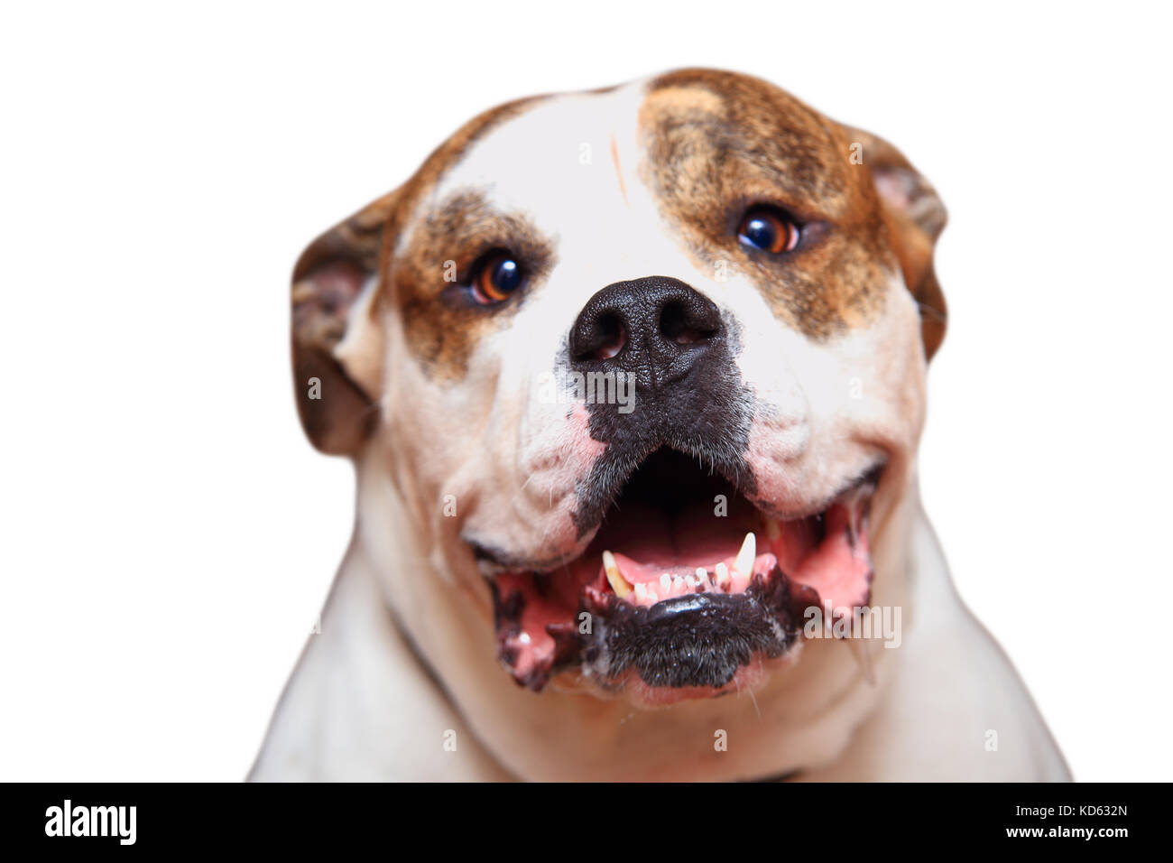 Smiling american bulldog isolated on white background. Headshot of ...
