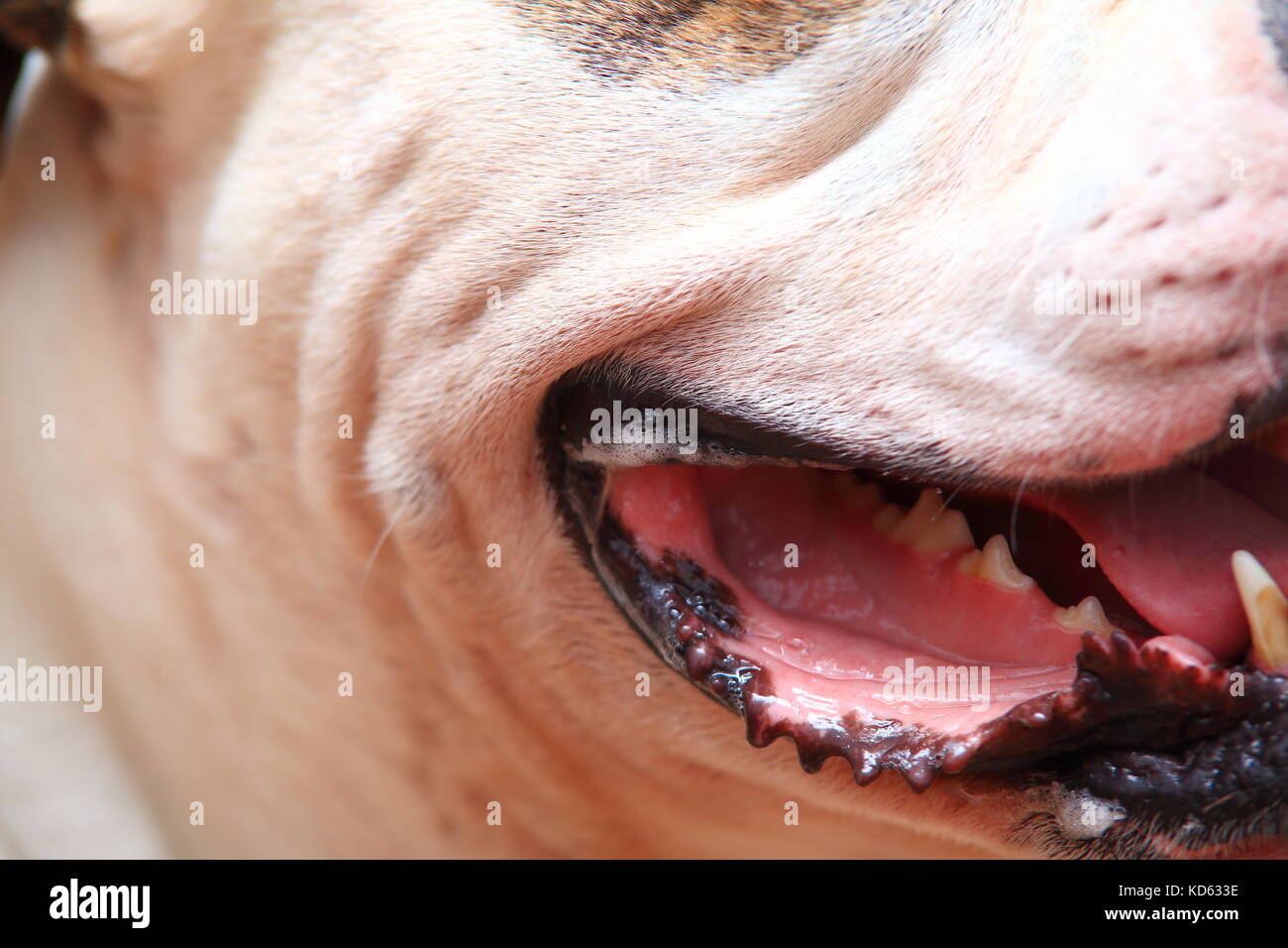 Open mouth of american bulldog closeup. Macro of dog mouth Stock Photo ...
