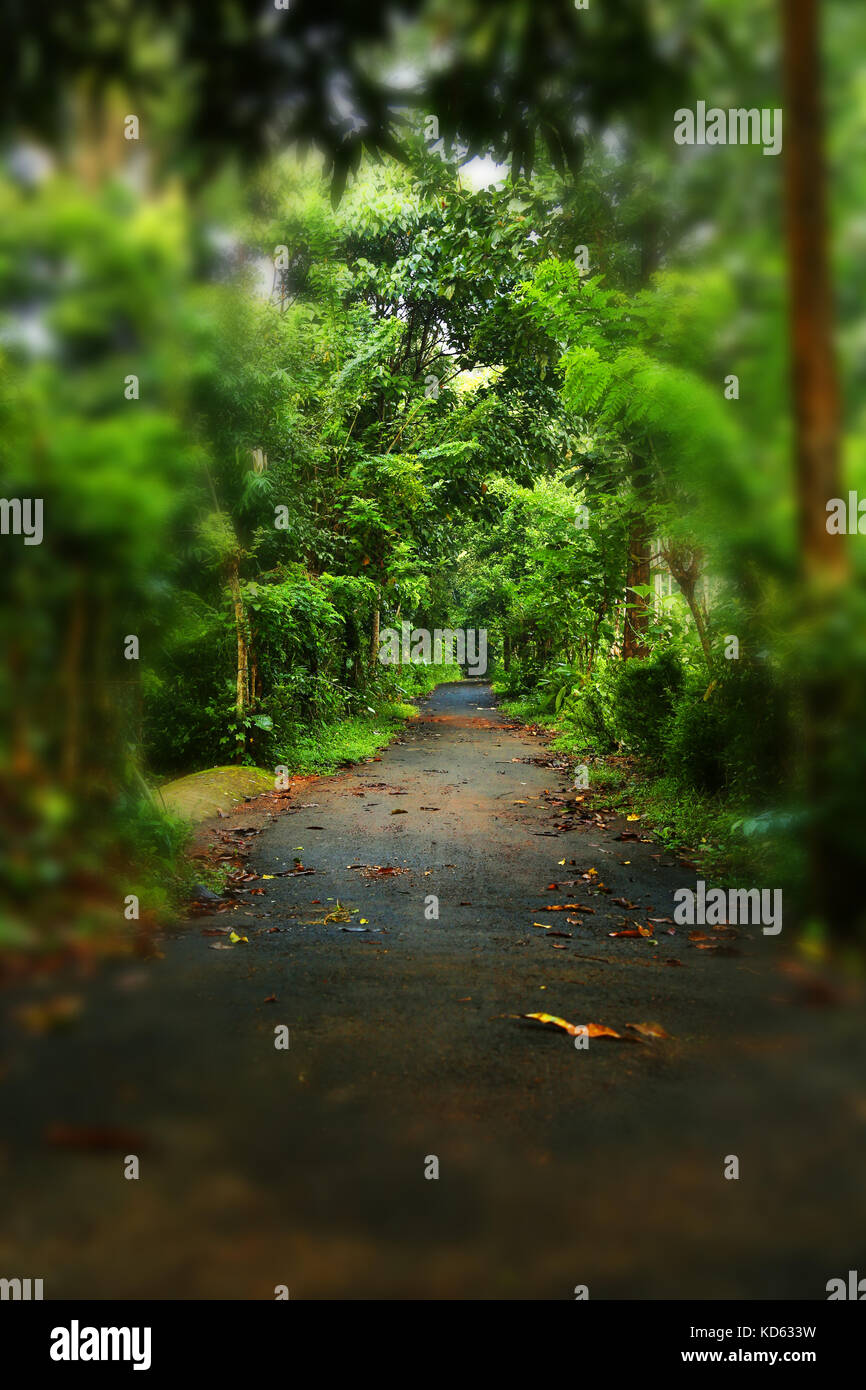 Walkway Lane Path With Green Trees in Forest. Beautiful Pathway Way ...