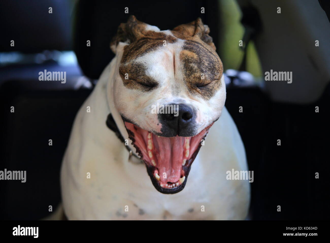 American bulldog yawns closeup. Big american bulldog portrait Stock ...