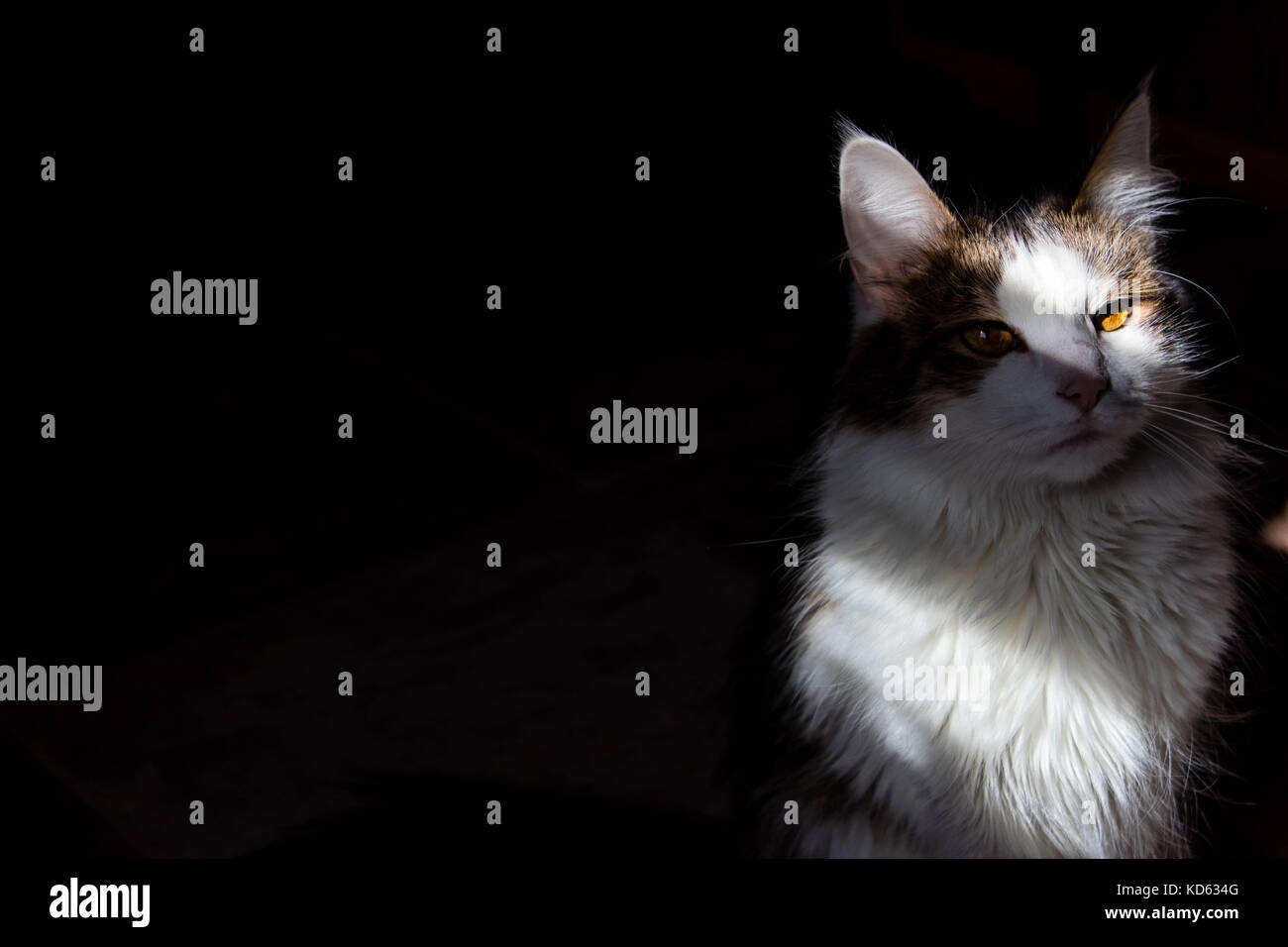 A cat in the light Stock Photo - Alamy