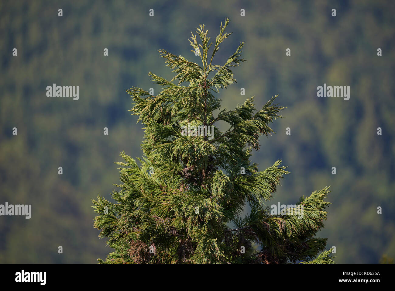 Cedar Pollen High Resolution Stock Photography and Images - Alamy