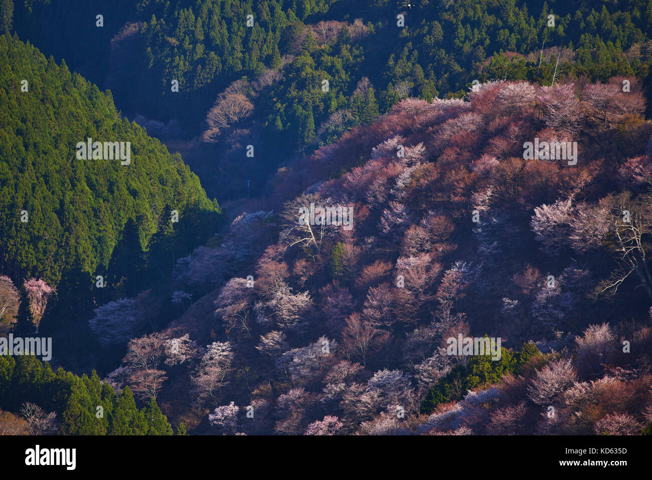 Blooming cherry blossoms at Mount Yoshino, Nara Prefecture, Japan Stock ...