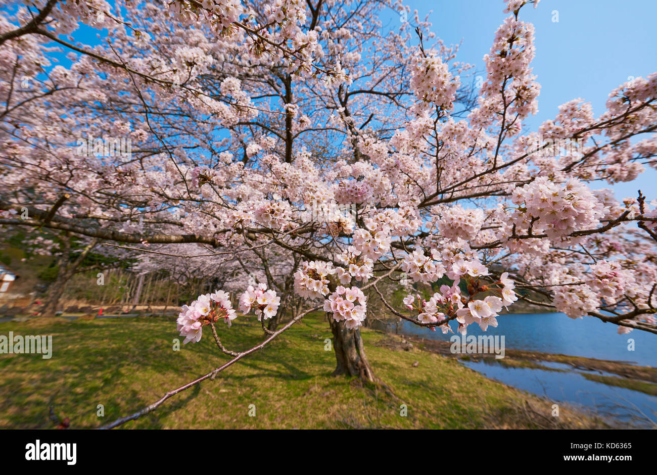Cherry blossoms in full bloom at Lake Biwa, Shiga Prefecture, Japan ...