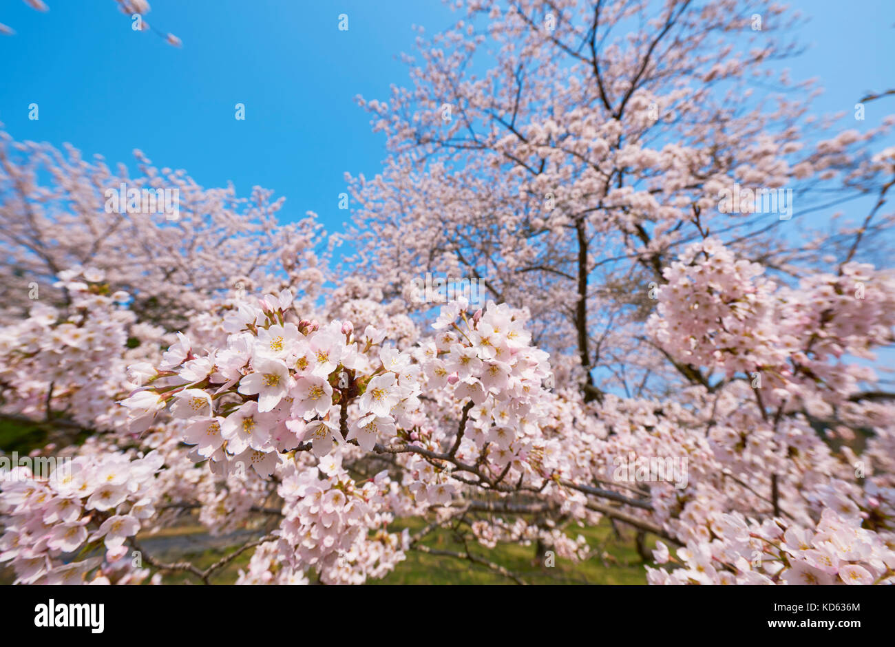 Cherry blossoms in full bloom Stock Photo - Alamy