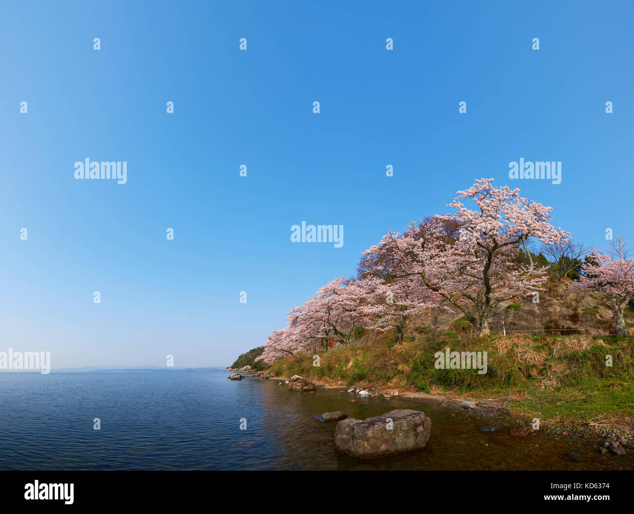 Cherry Blossoms In Full Bloom At Lake Biwa Shiga Prefecture Japan