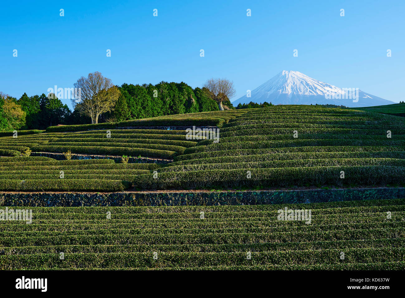 Green tea plantation and mount fuji hi-res stock photography and images ...
