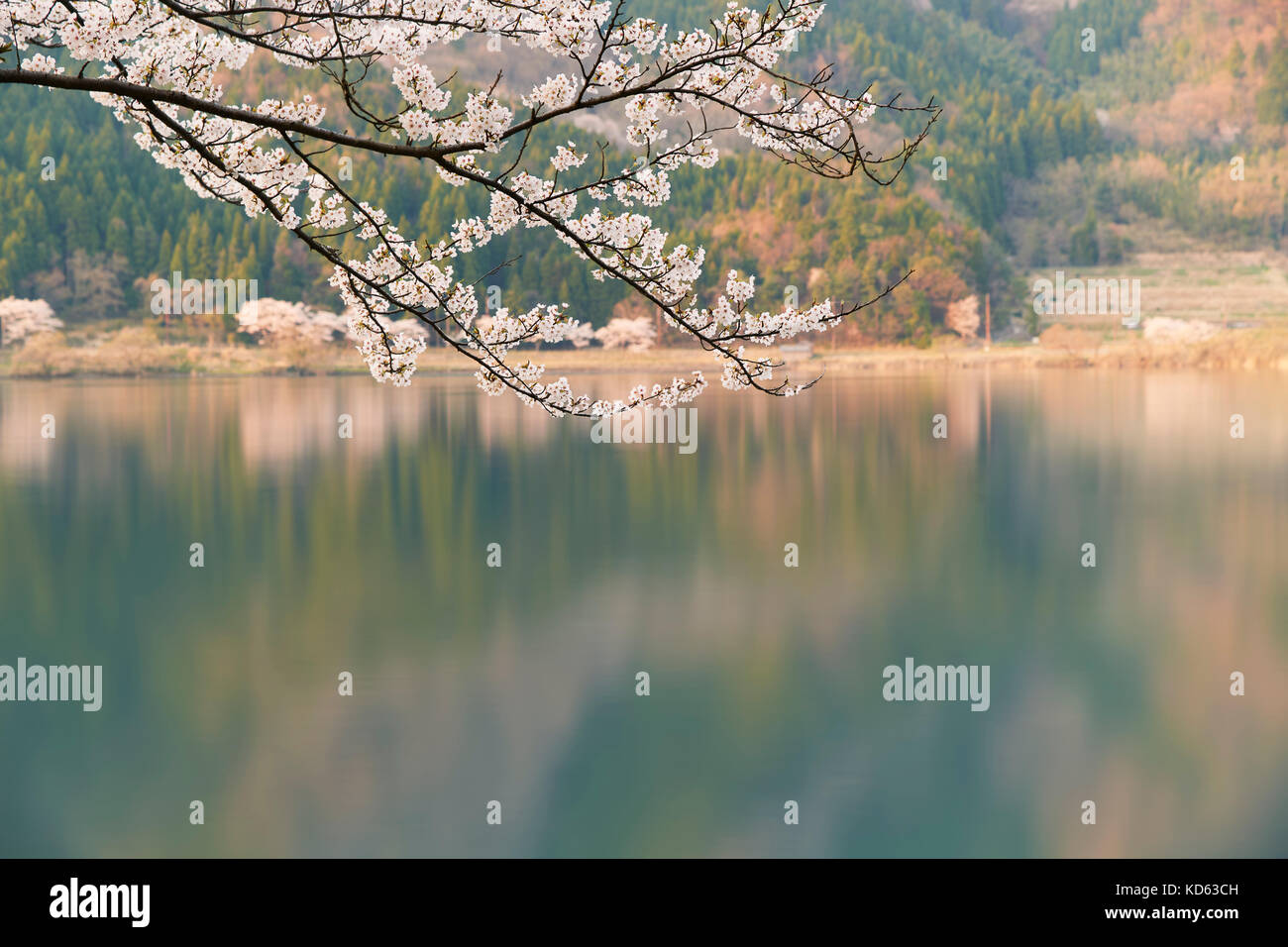 Cherry Blossoms In Full Bloom At Lake Biwa Shiga Prefecture Japan