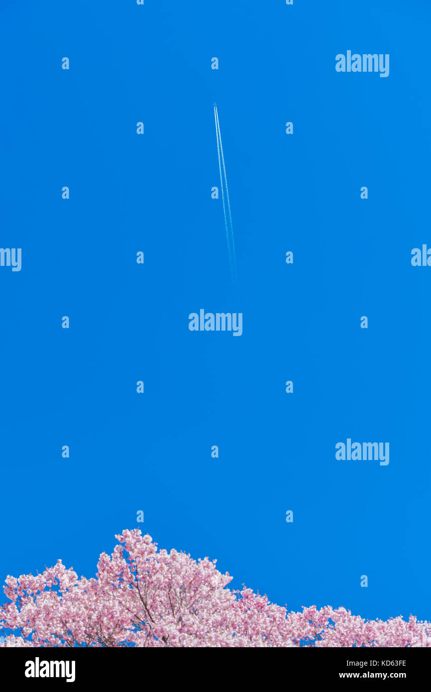 Cherry blossoms in full bloom and airplane flying in the blue sky Stock ...