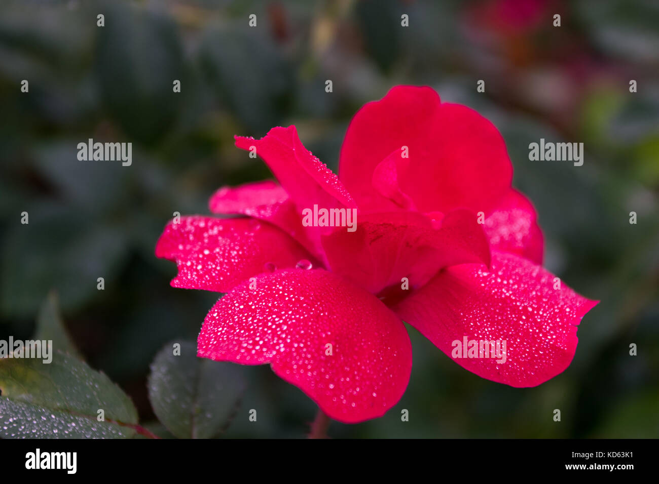 Rose windmill hi-res stock photography and images - Alamy