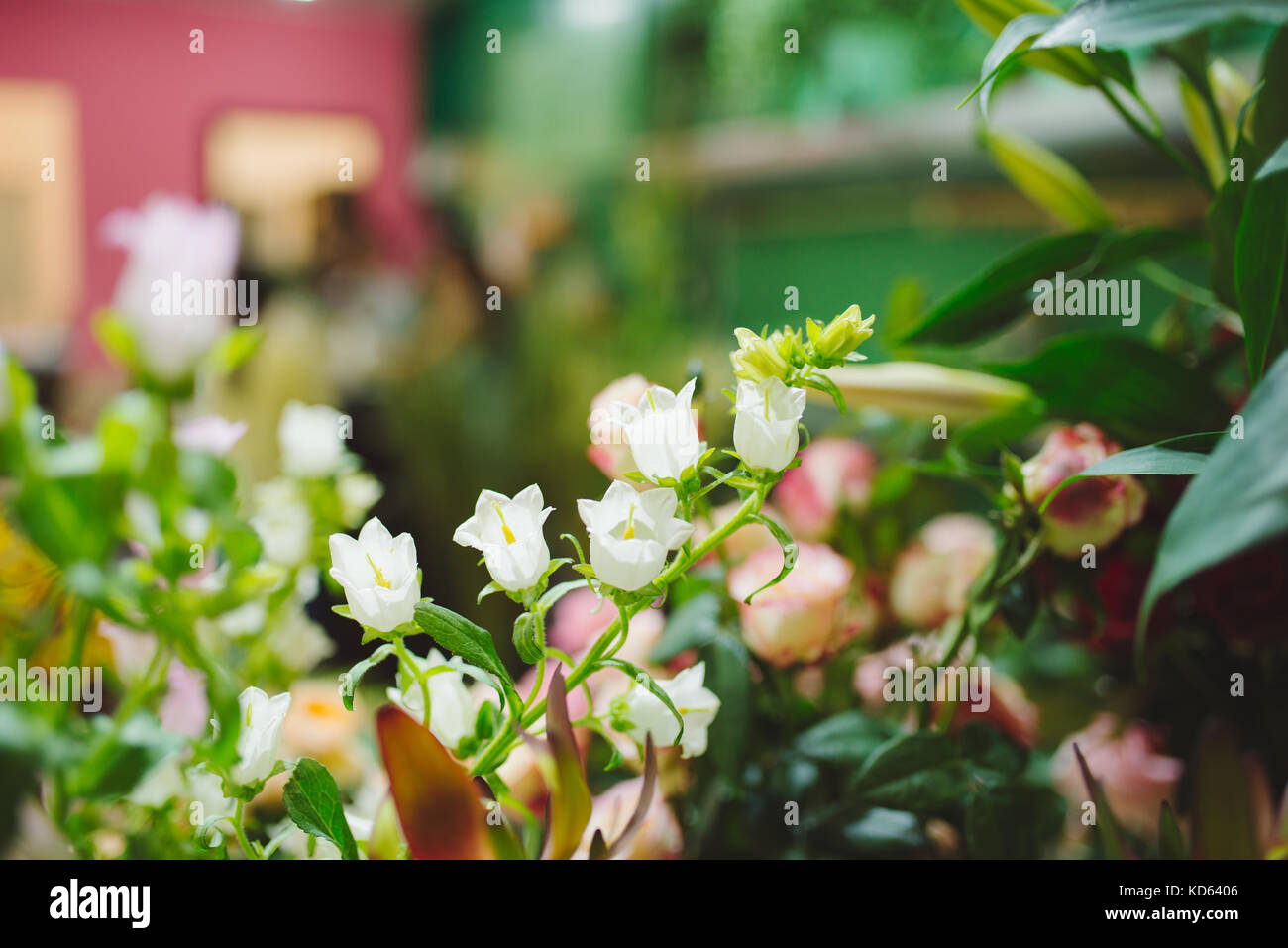 Beautiful colorful flowers in flower shop Stock Photo - Alamy