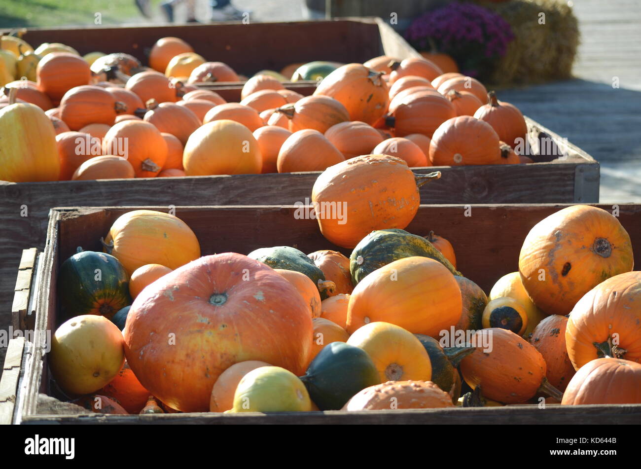 Harvest of large orange pumpkins in wooden crates and bins. Fall ...