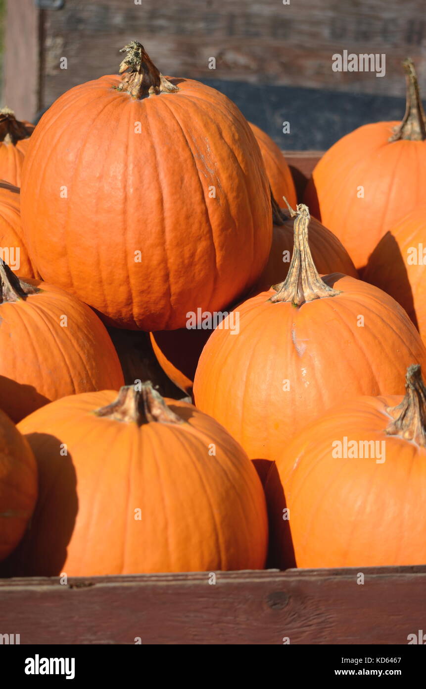 Smiling gourds hi-res stock photography and images - Alamy