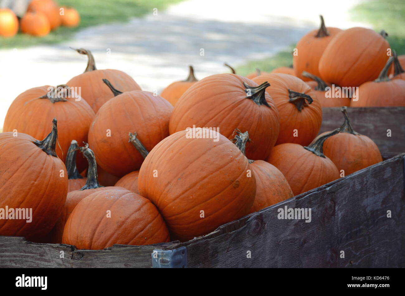 Harvest of large orange pumpkins in wooden crates and bins. Fall ...
