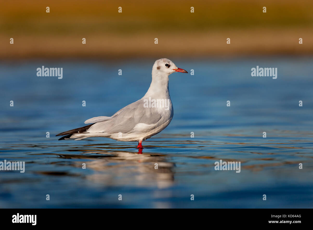 Reflexing hi-res stock photography and images - Alamy