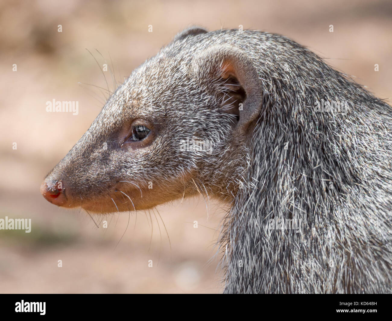 Mungo np hi-res stock photography and images - Alamy
