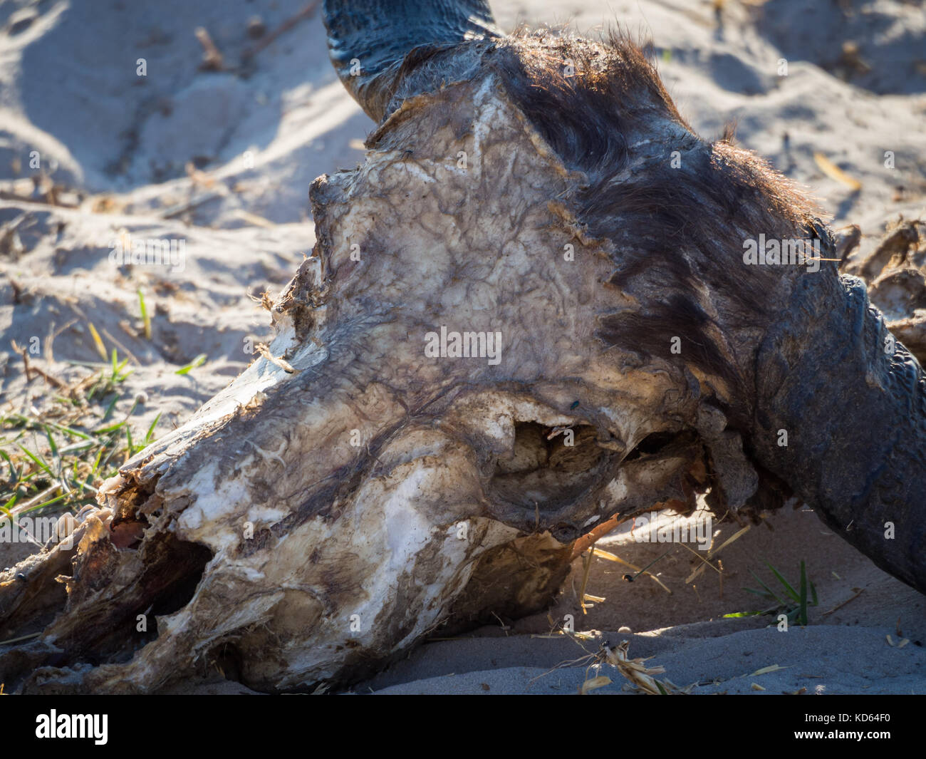 Closeup of rotting buffalo skull which was killed by lions in Chobe ...