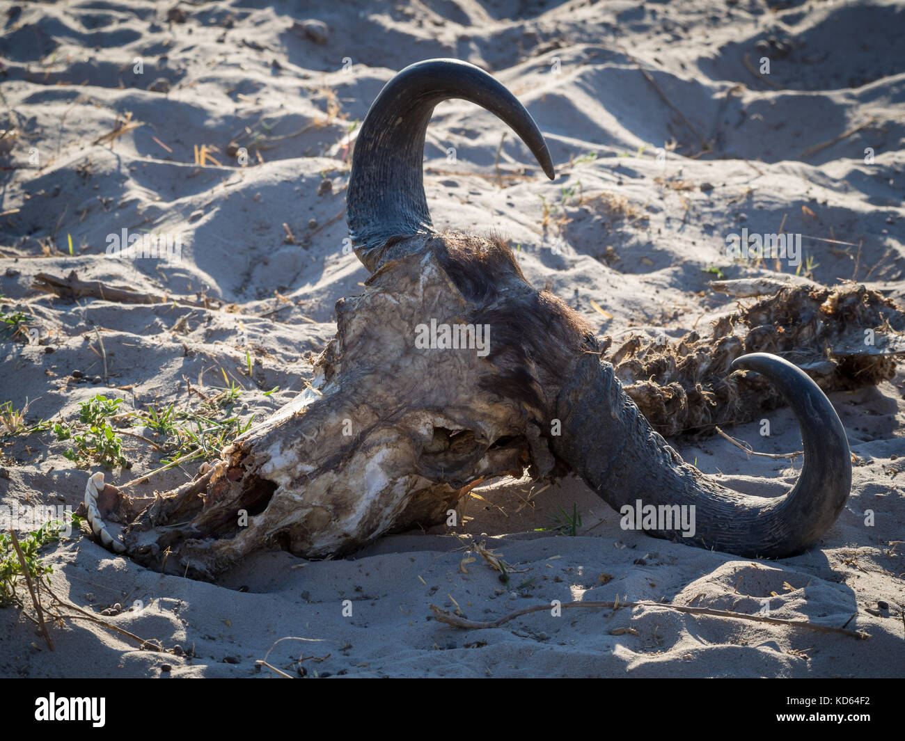 Closeup of rotting buffalo skull which was killed by lions in Chobe ...