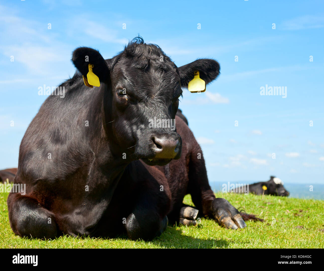 Aberdeen angus cow hi-res stock photography and images - Alamy