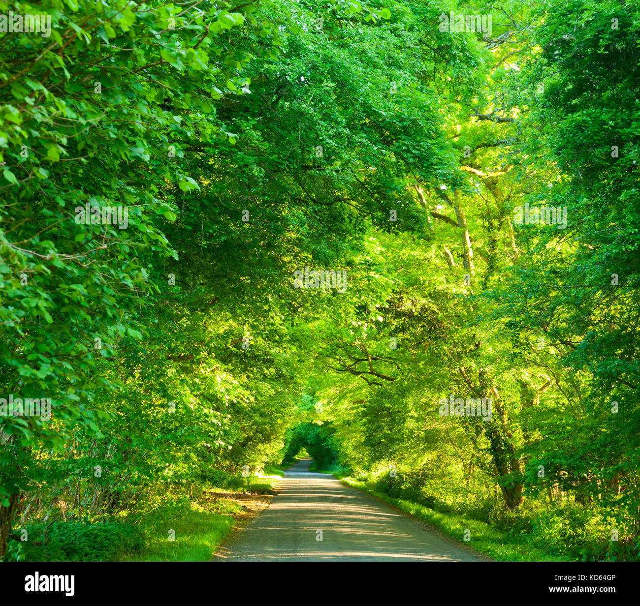 Scenic road through green forest in England Stock Photo - Alamy