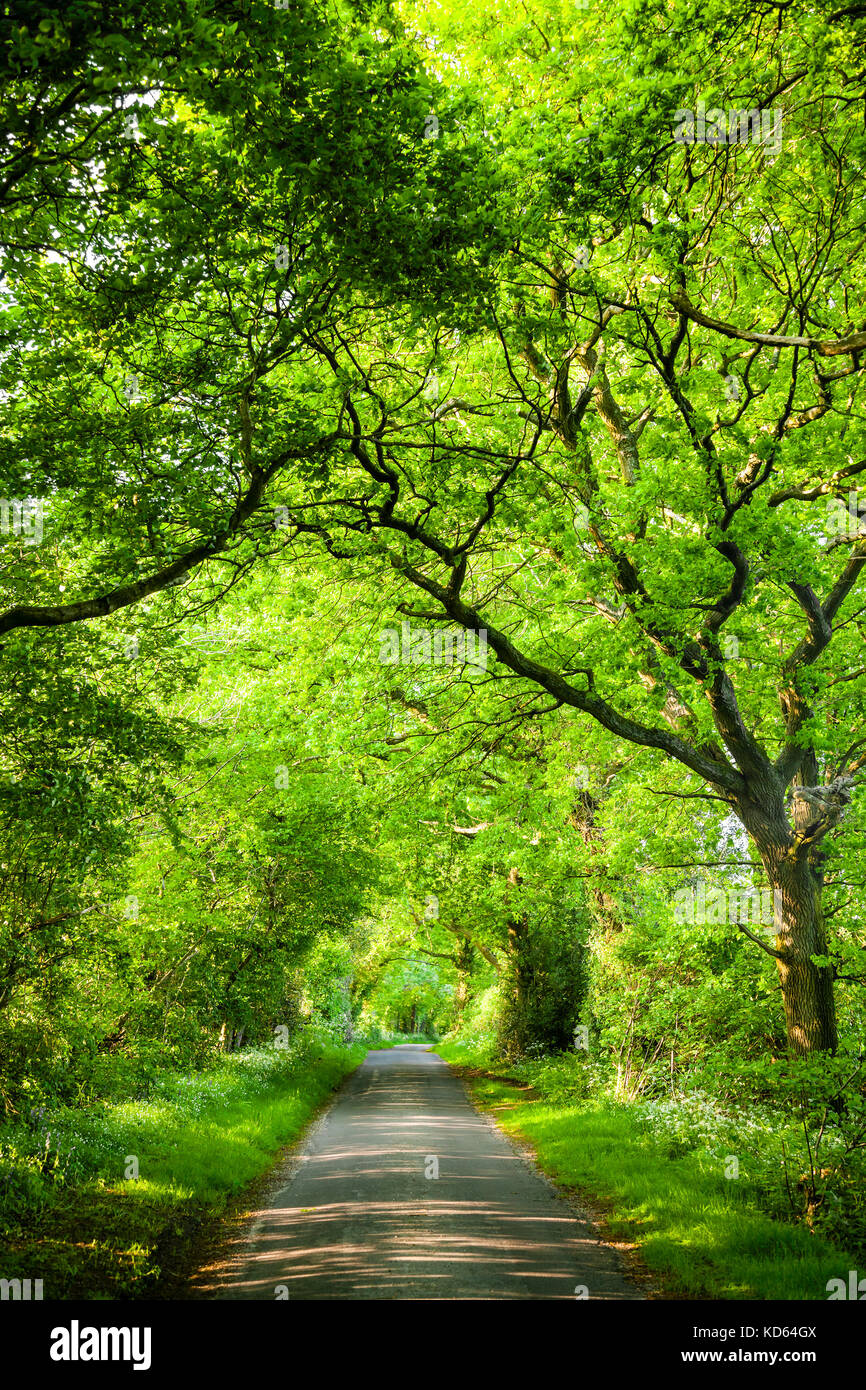 Rural road through green tunnel forest hi-res stock photography and ...