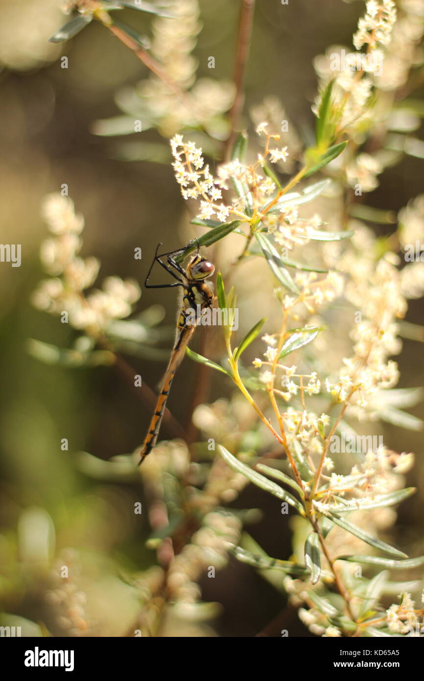 Dragonfly eating a meal during a sunny winter day Stock Photo - Alamy