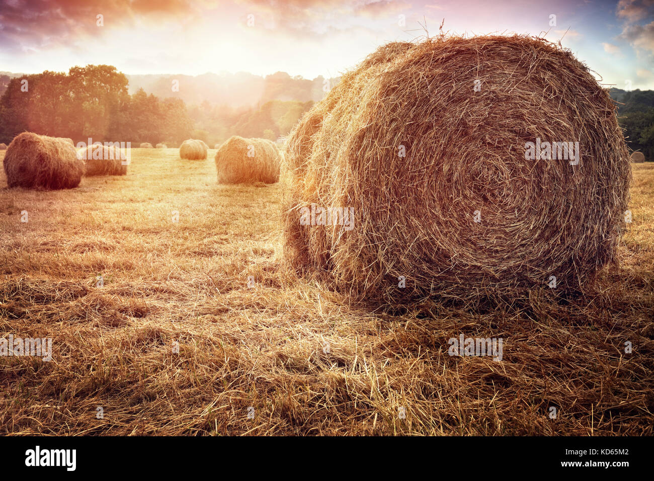 Hay cut in field hi-res stock photography and images - Alamy